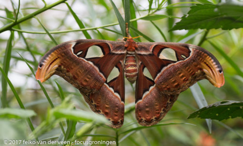 Atlasvlinder de grootste vlinders van de wereld ...