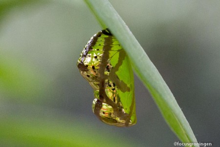 Atlasvlinder de grootste vlinders van de wereld ...